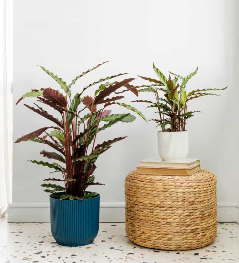A Complete Guide to Calathea Rufibarba Care - Plants Craze
