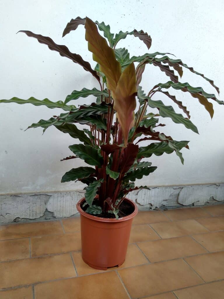 A Complete Guide to Calathea Rufibarba Care - Plants Craze