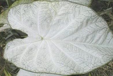 12 Caladium Varieties that You Will Love - Plants Craze