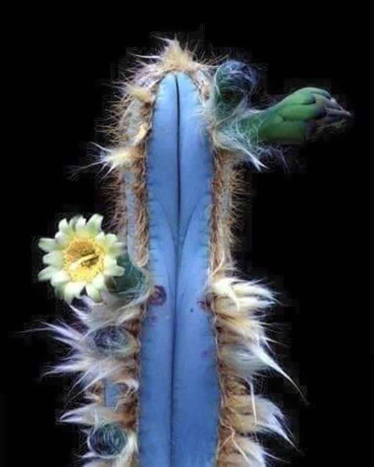 Blue Torch Cactus – Ultimate Care and Growing Guide - Plants Craze