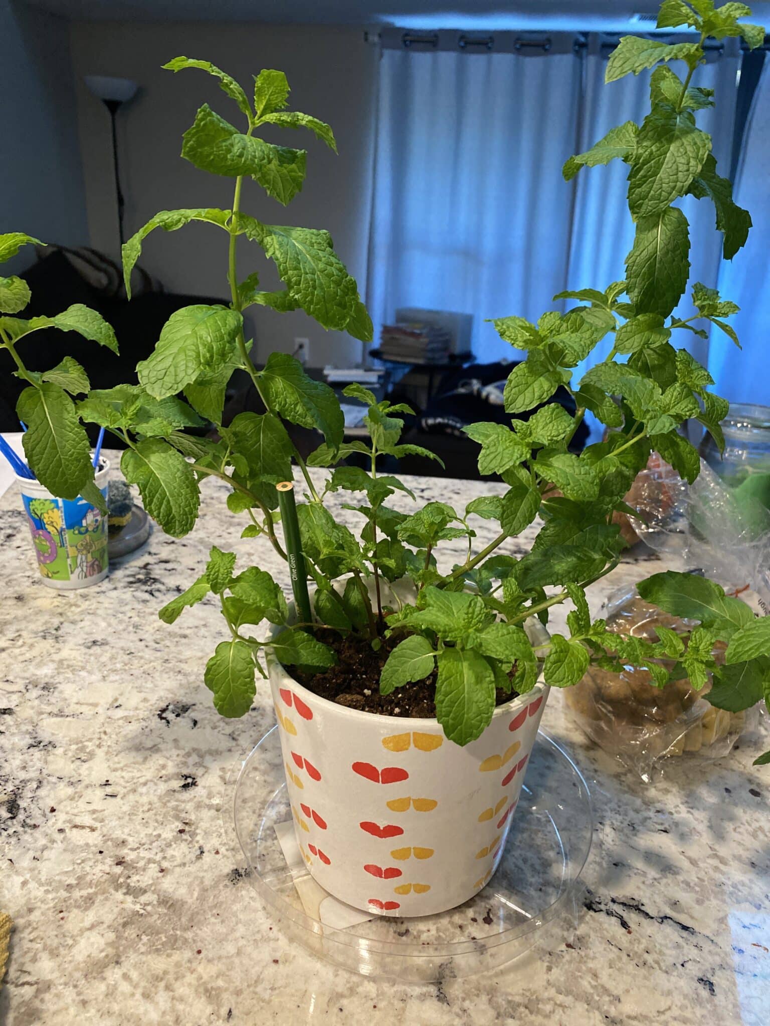 What is Eating my Mint Leaves? [Culprits and 7 Prevention Tips]