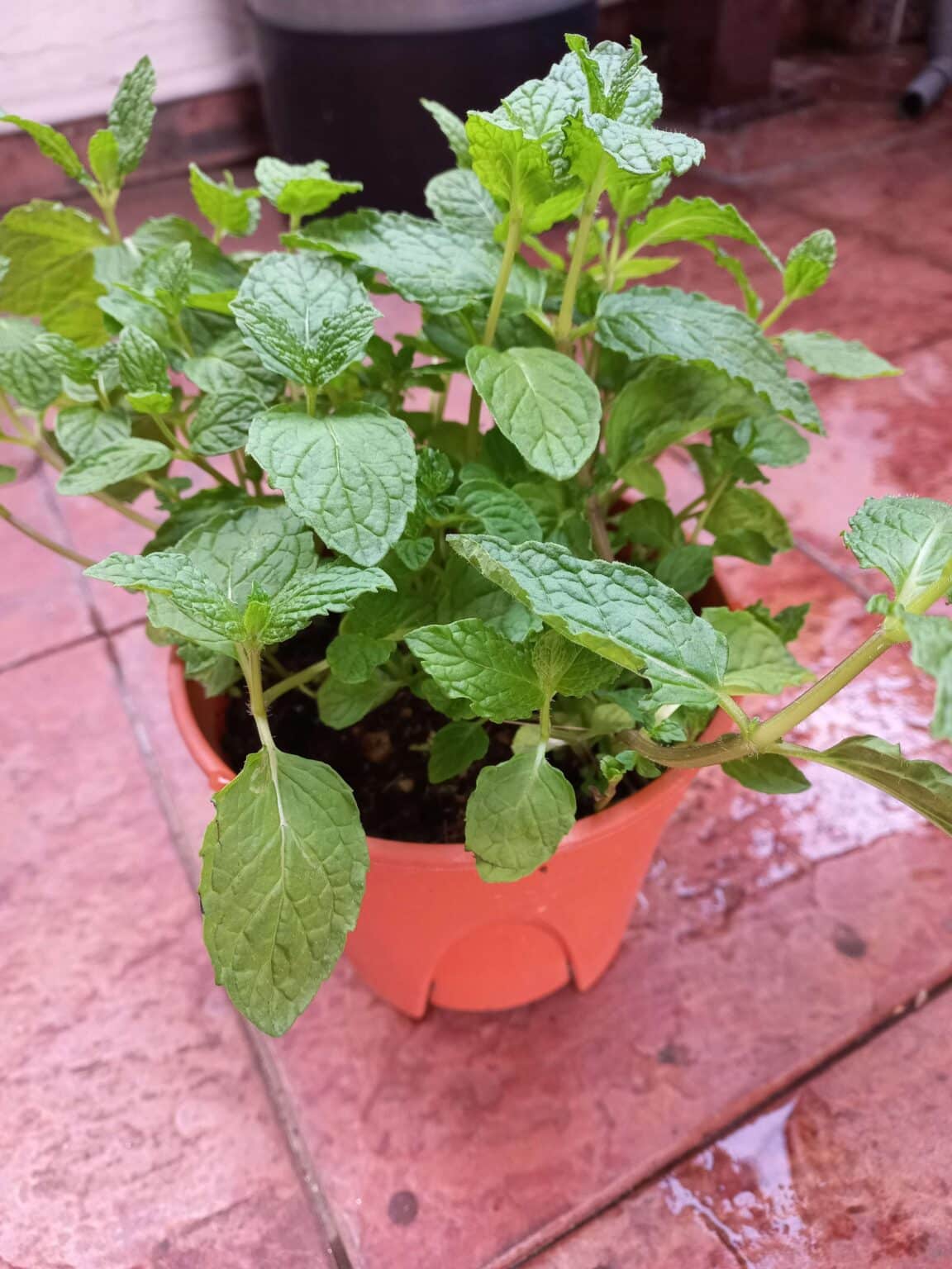What is Eating my Mint Leaves? [Culprits and 7 Prevention Tips]