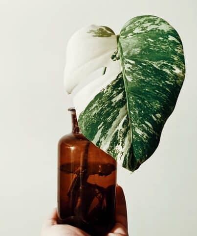 Albino Monstera Plants: Do They Exist? - Plants Craze