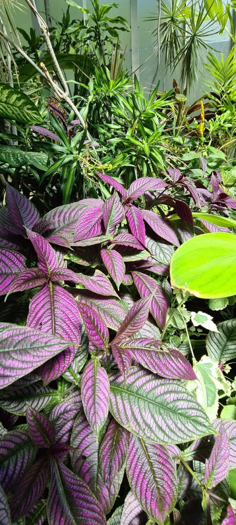 30 Impressive Purple Plants For Indoor Garden - Plants Craze