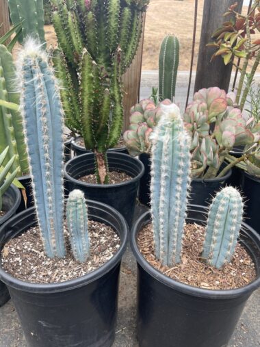 Blue Torch Cactus – Ultimate Care and Growing Guide - Plants Craze
