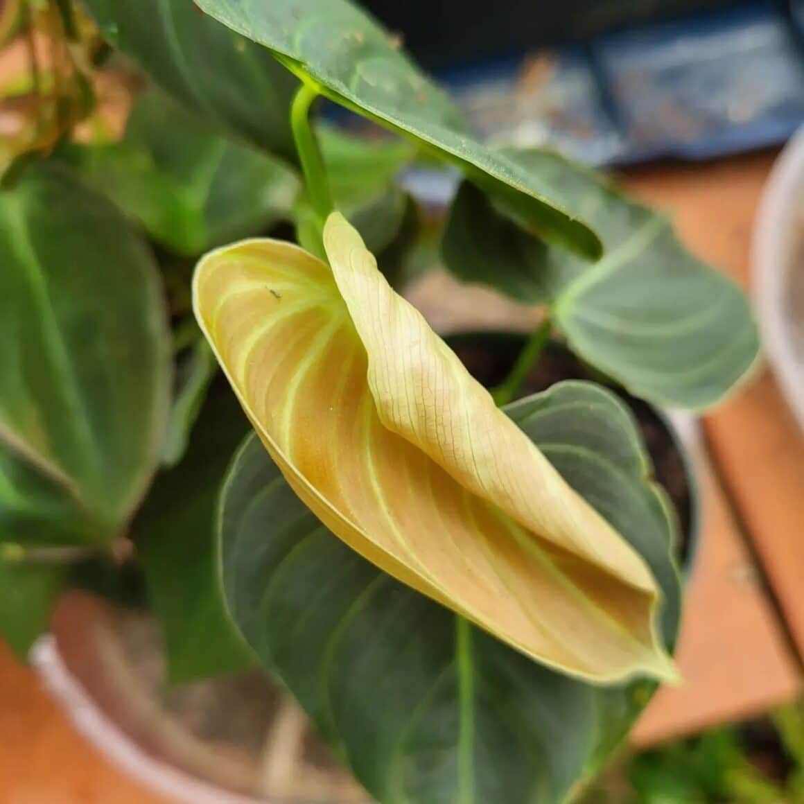 10 Causes Behind Dying Philodendron [With Tips To Revive]