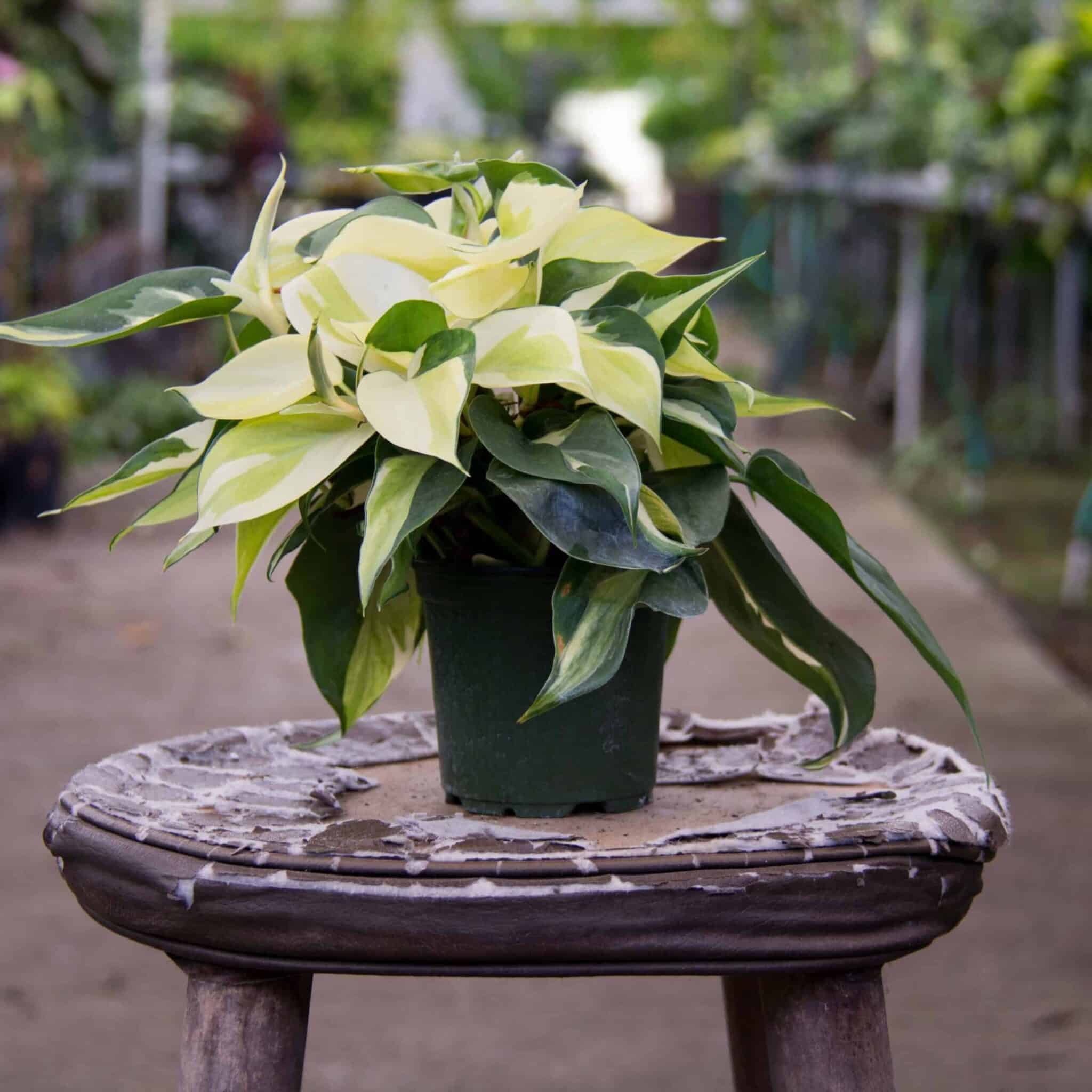Philodendron Gabby: Ultimate Care Tips [With Buying Guide] - Plants Craze