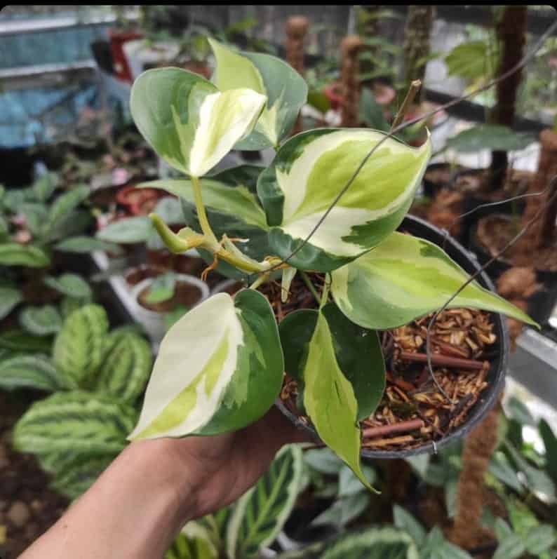 Philodendron Gabby: Ultimate Care Tips [With Buying Guide] - Plants Craze