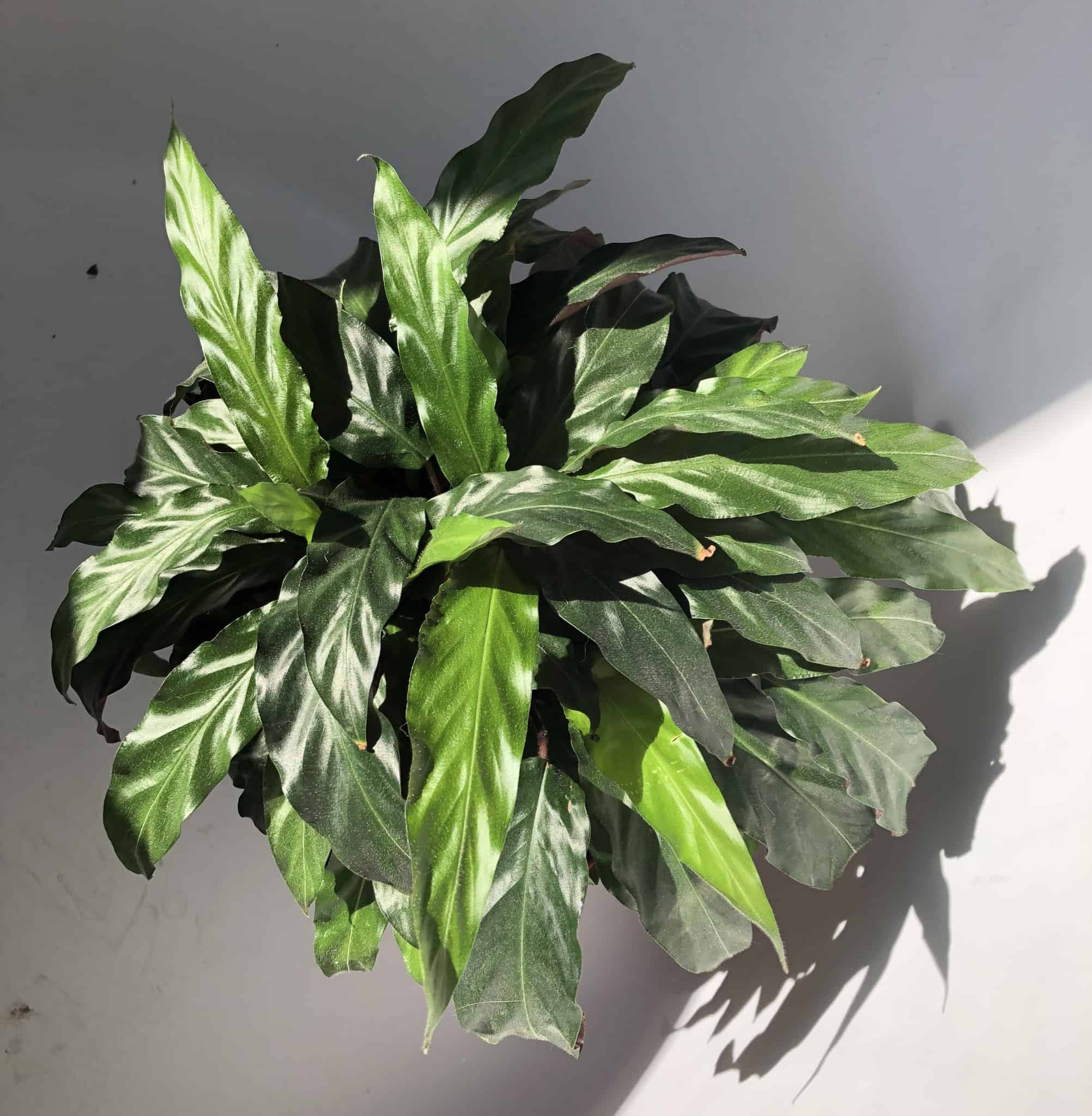 5 Best Tips For Calathea Rufibarba Care [With Propagation & Buying Guide]