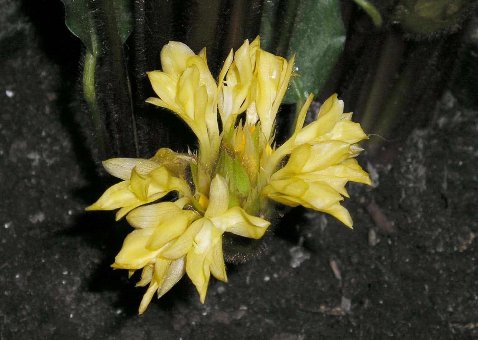 A Complete Guide to Calathea Rufibarba Care - Plants Craze