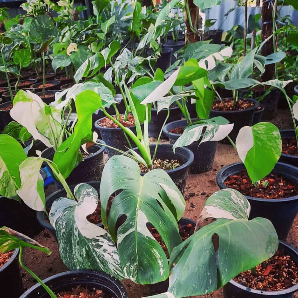 Monstera Albo Node [Care and Transplanting Tips] - Plants Craze