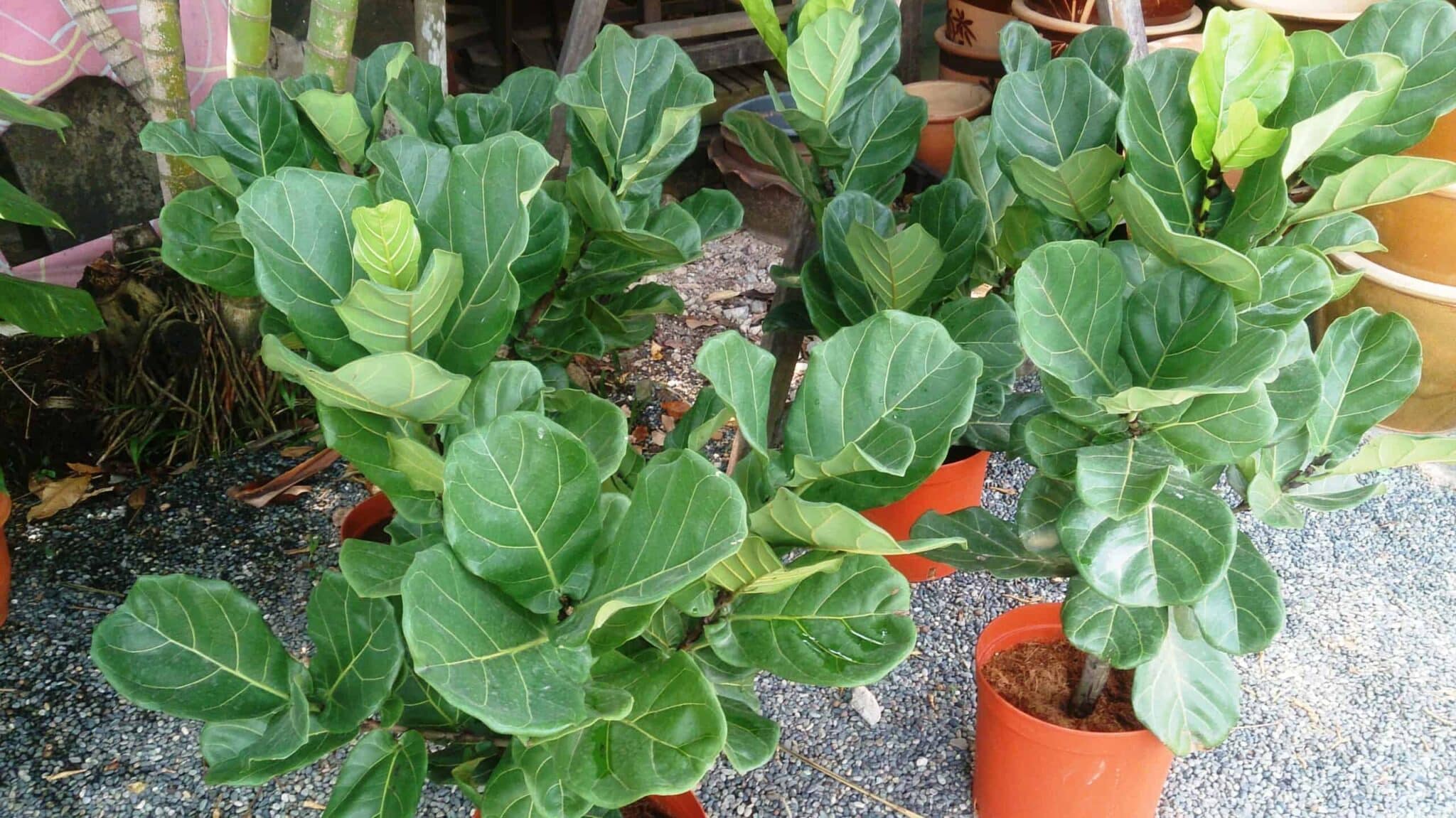 What are the Red Spots On Fiddle Leaf Fig? - Plants Craze