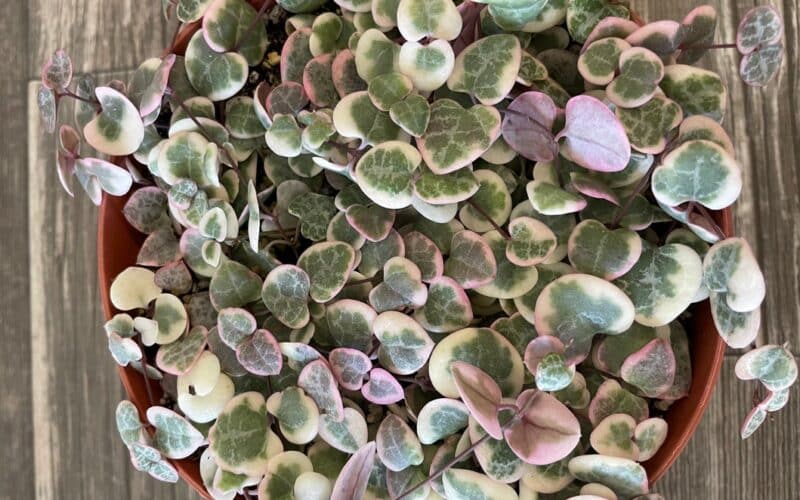 Variegated String of Hearts Care: The Definitive Guide - Plants Craze