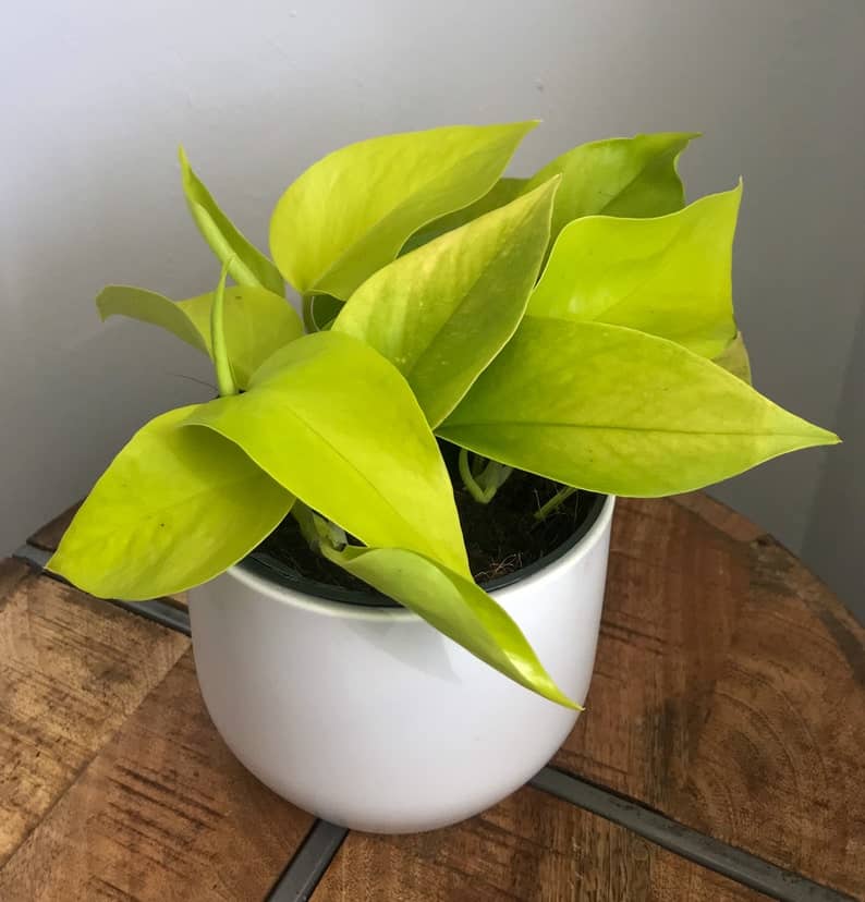 Lemon Lime Philodendron vs Neon Pothos (Confusion Solved!) - Plants Craze