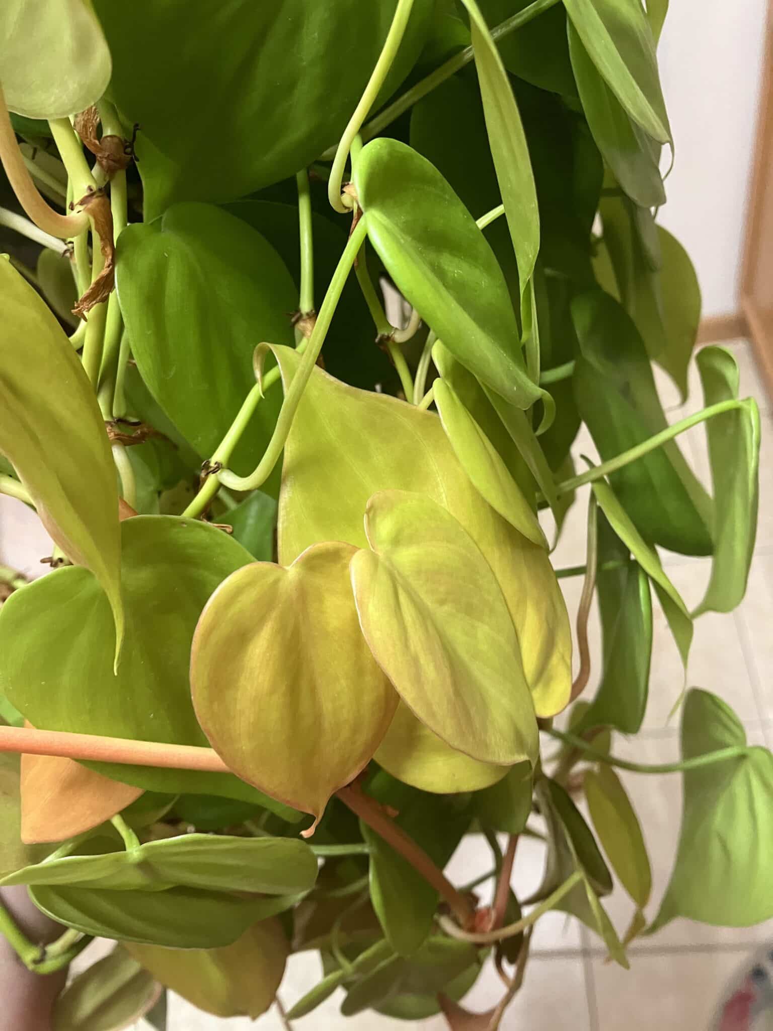 Lemon Lime Philodendron vs Neon Pothos [5+ Differences]