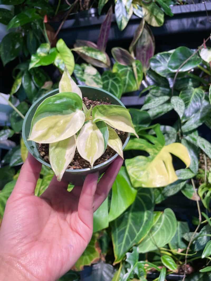 Philodendron Gabby: Ultimate Care Tips - Plants Craze