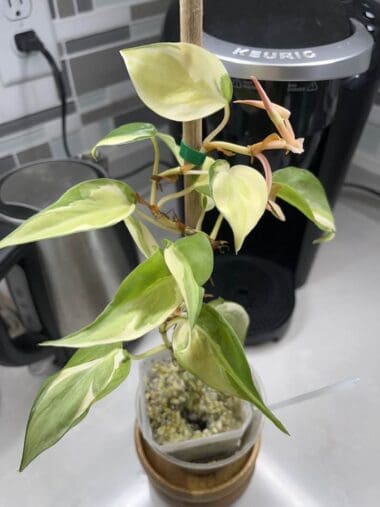Philodendron Gabby: Ultimate Care Tips - Plants Craze