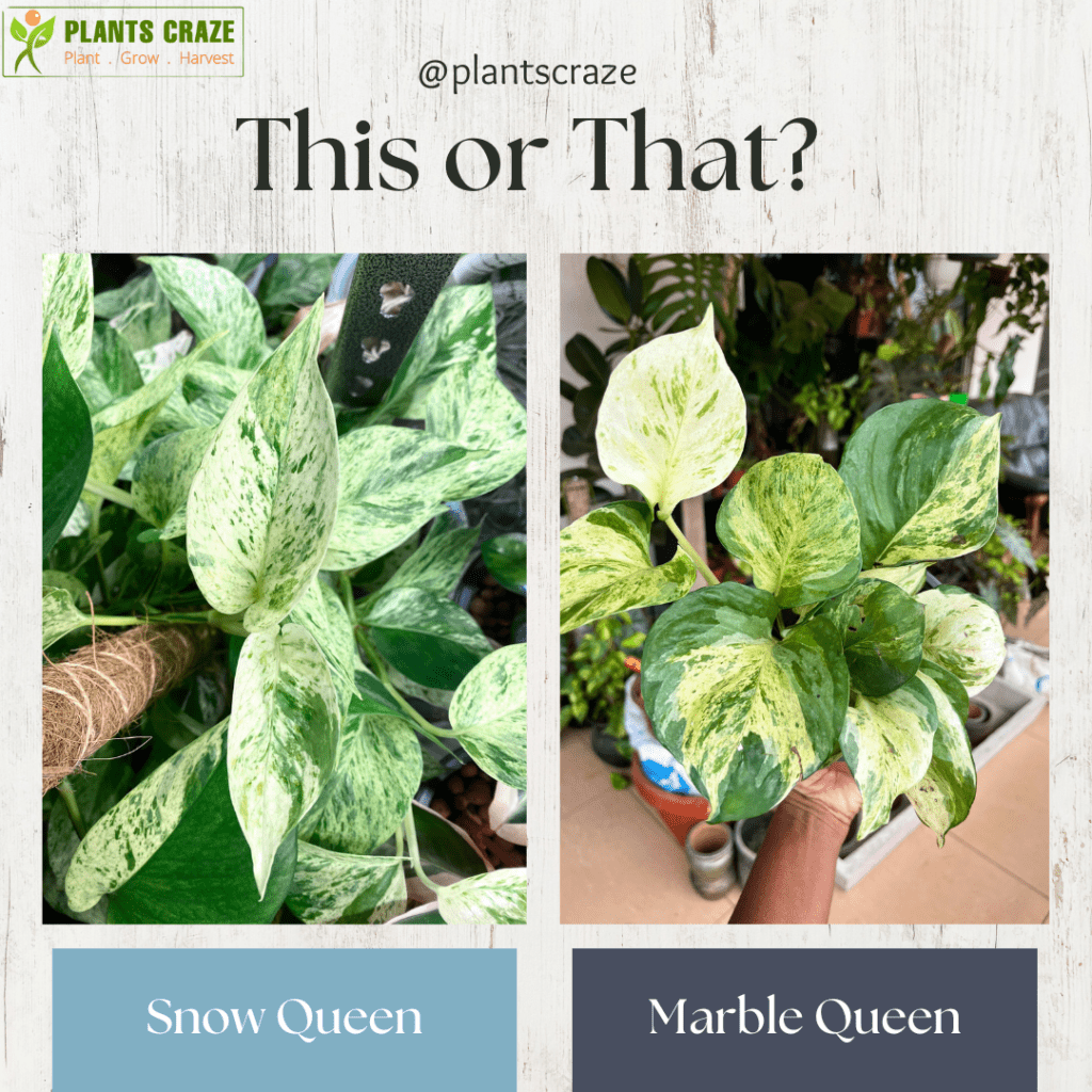 Snow Queen Vs Marble Queen