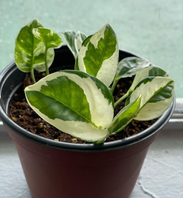 Must-Know Guide For Glacier Pothos Care [Updated 2023]