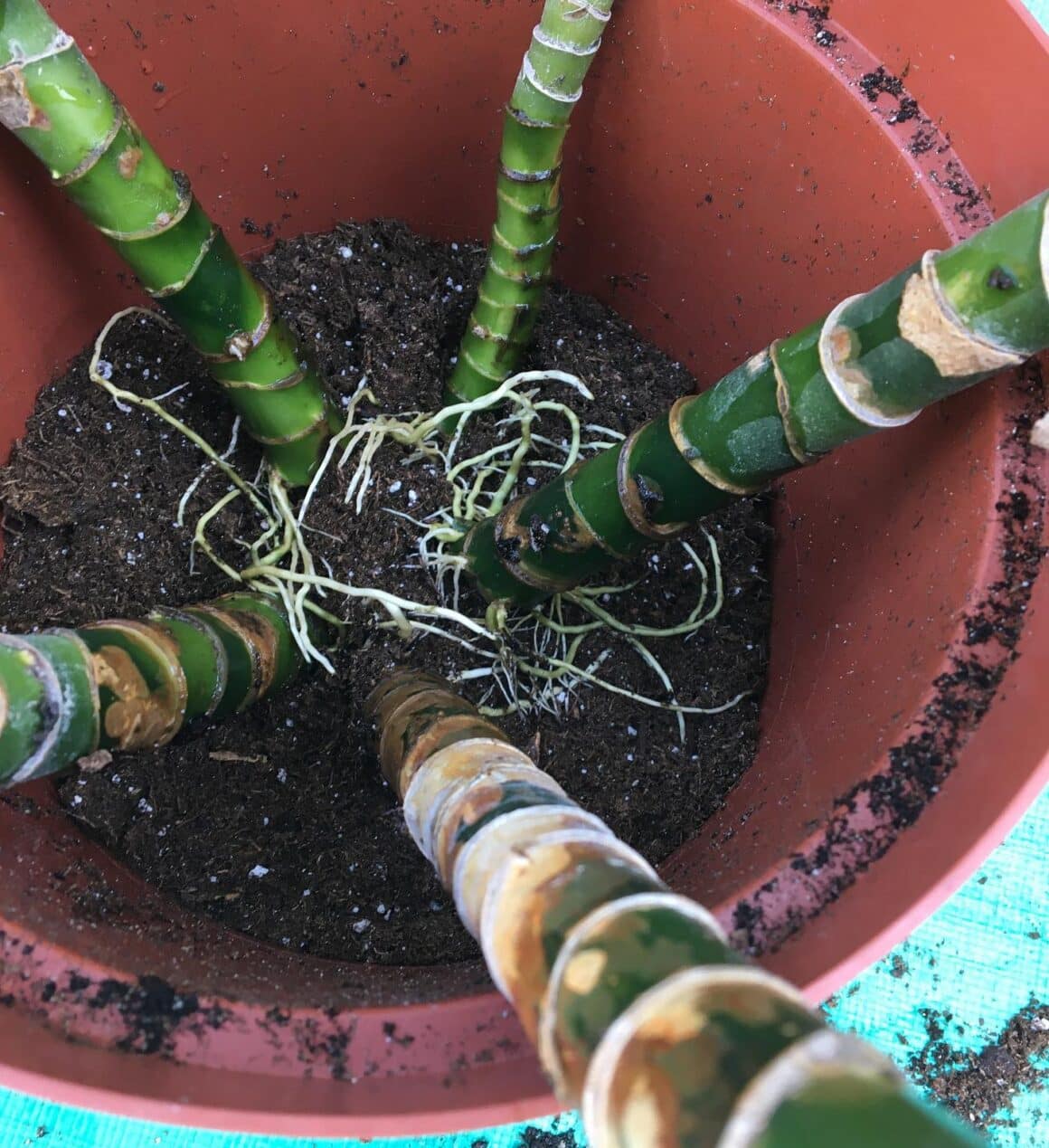 Dracaena Propagation [Easy Use of Cuttings & Air-Layering Method ...