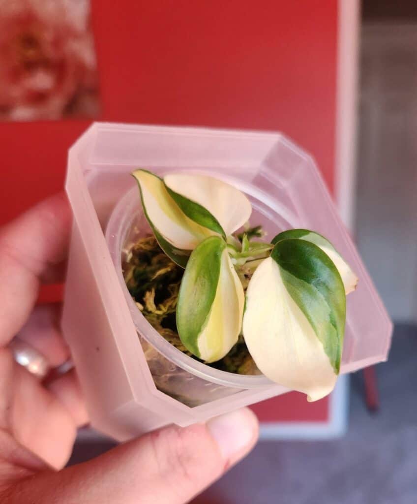 Philodendron Gabby: Ultimate Care Tips - Plants Craze