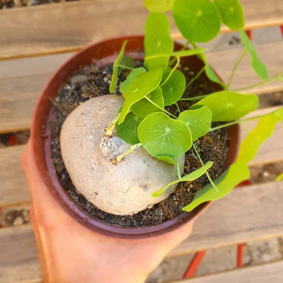 A Complete Guide to Stephania Erecta Care - Plants Craze