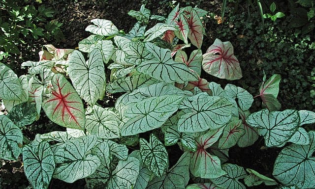 Caladium Candidum [A Complete Care & Grow Guide]