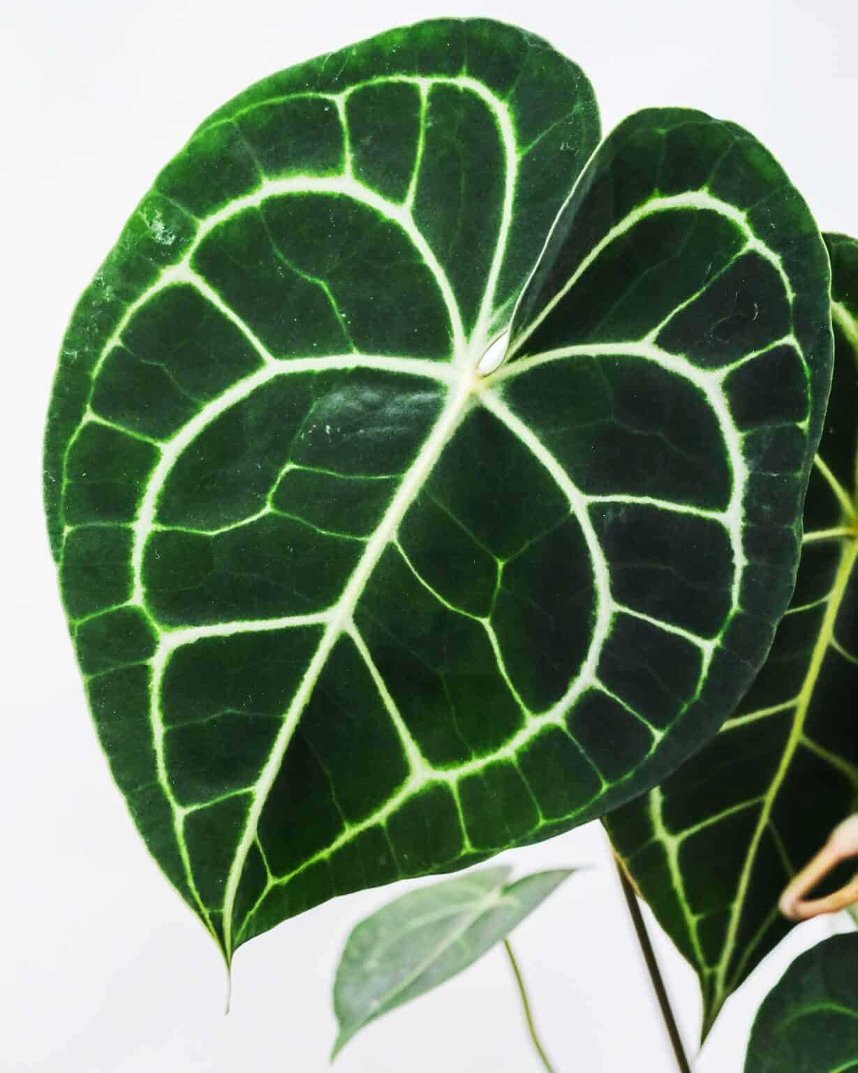 Anthurium Varieties [25+ of the Best I Bet You Had Not Known]
