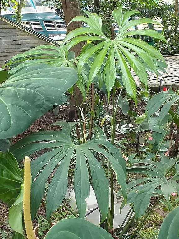 Anthurium Fingers: Ultimate Grow & Care Guide - Plants Craze