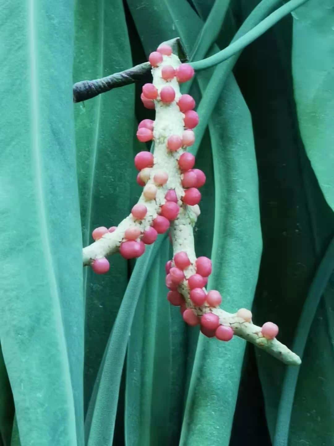 Anthurium Wendlingeri: Ultimate Grow & Care Guide - Plants Craze