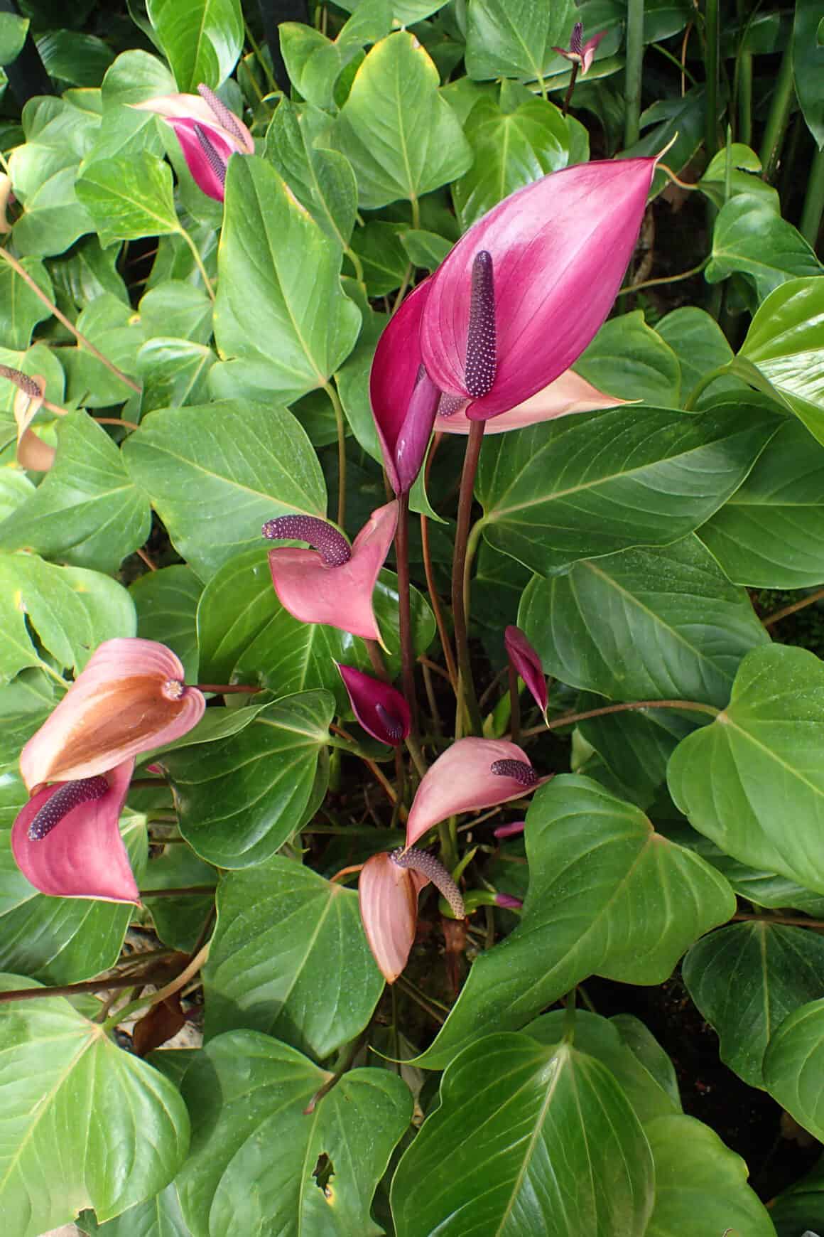 Purple Anthurium: Ultimate Grow & Care Guide - Plants Craze