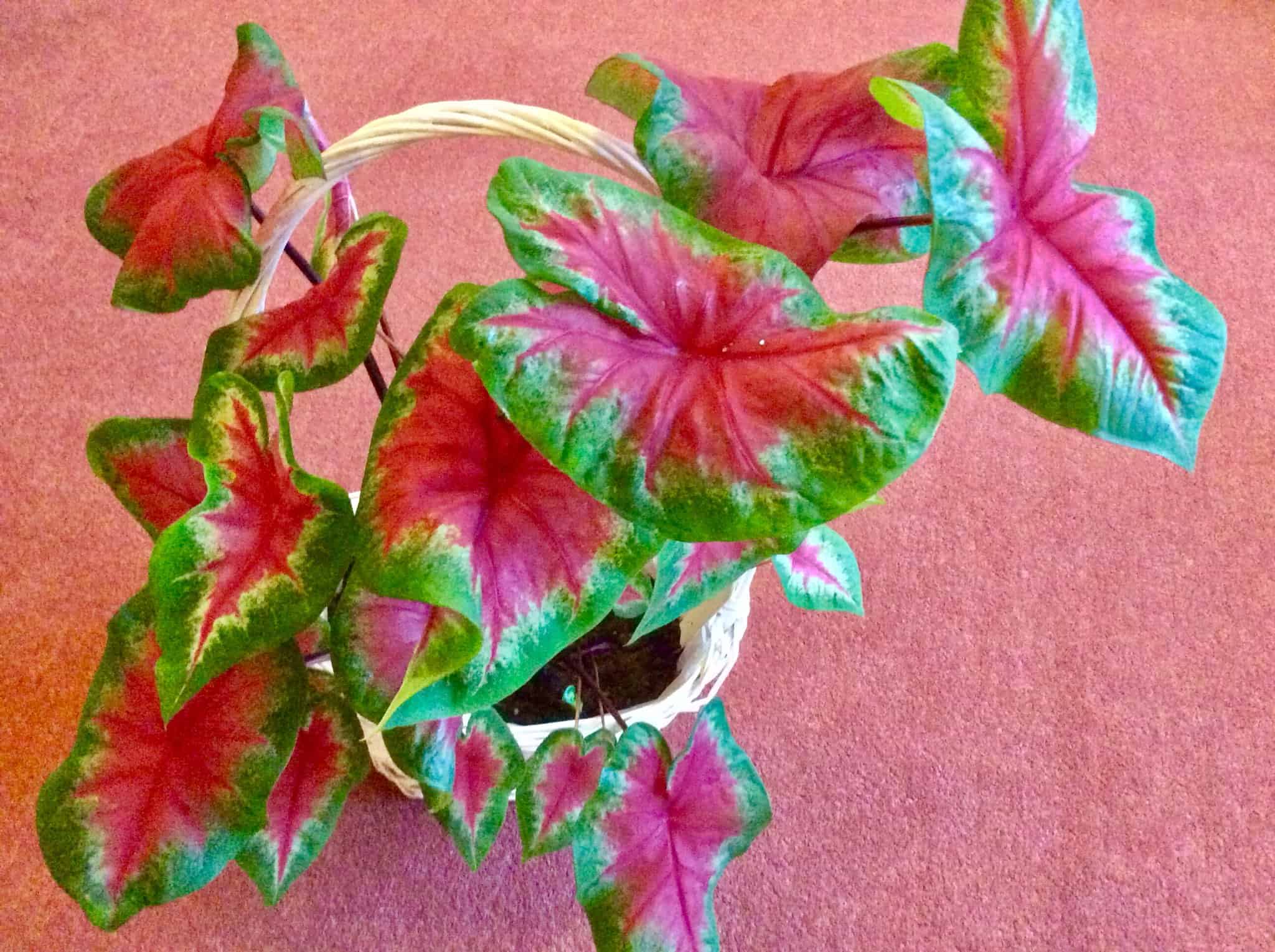 12 Caladium Varieties You Will Love - Plants Craze