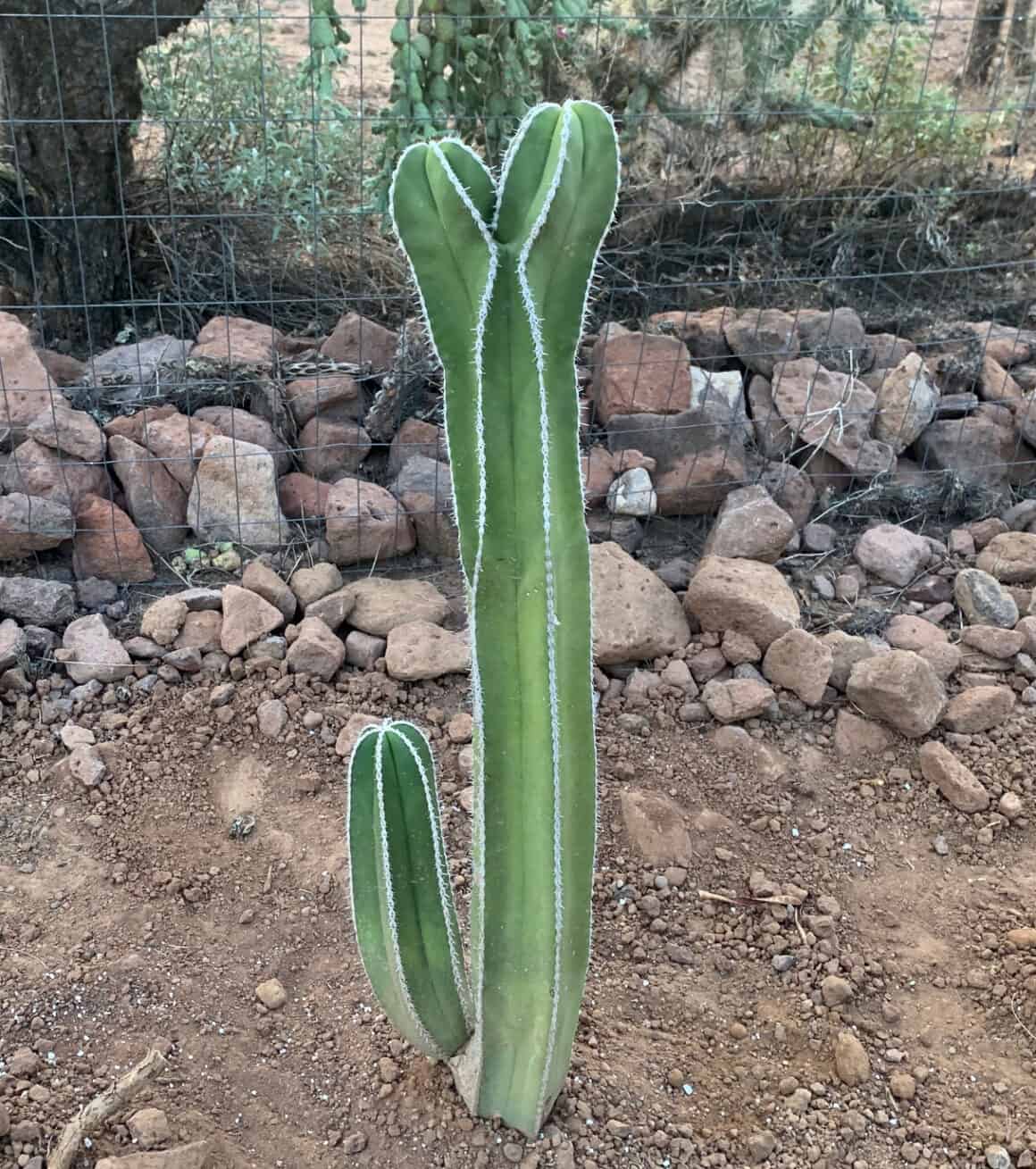 Mexican Fence Post Cactus: Best Grow & Care Guide