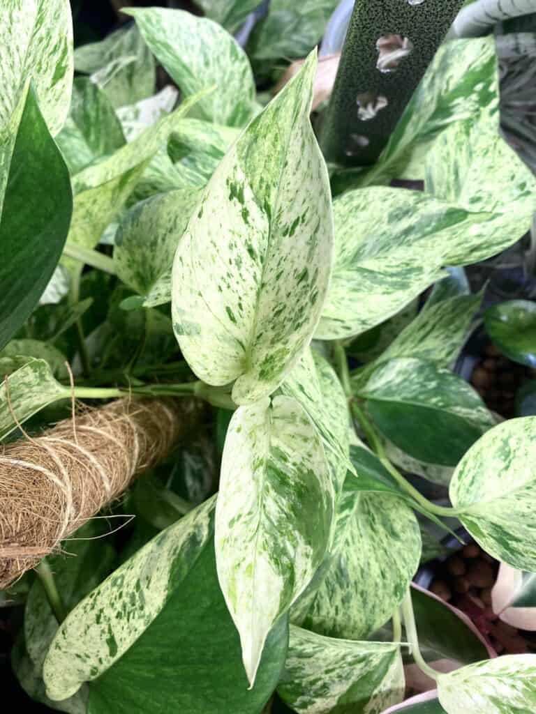 Snow Queen Pothos Care [A Complete Guide ] - Plants Craze