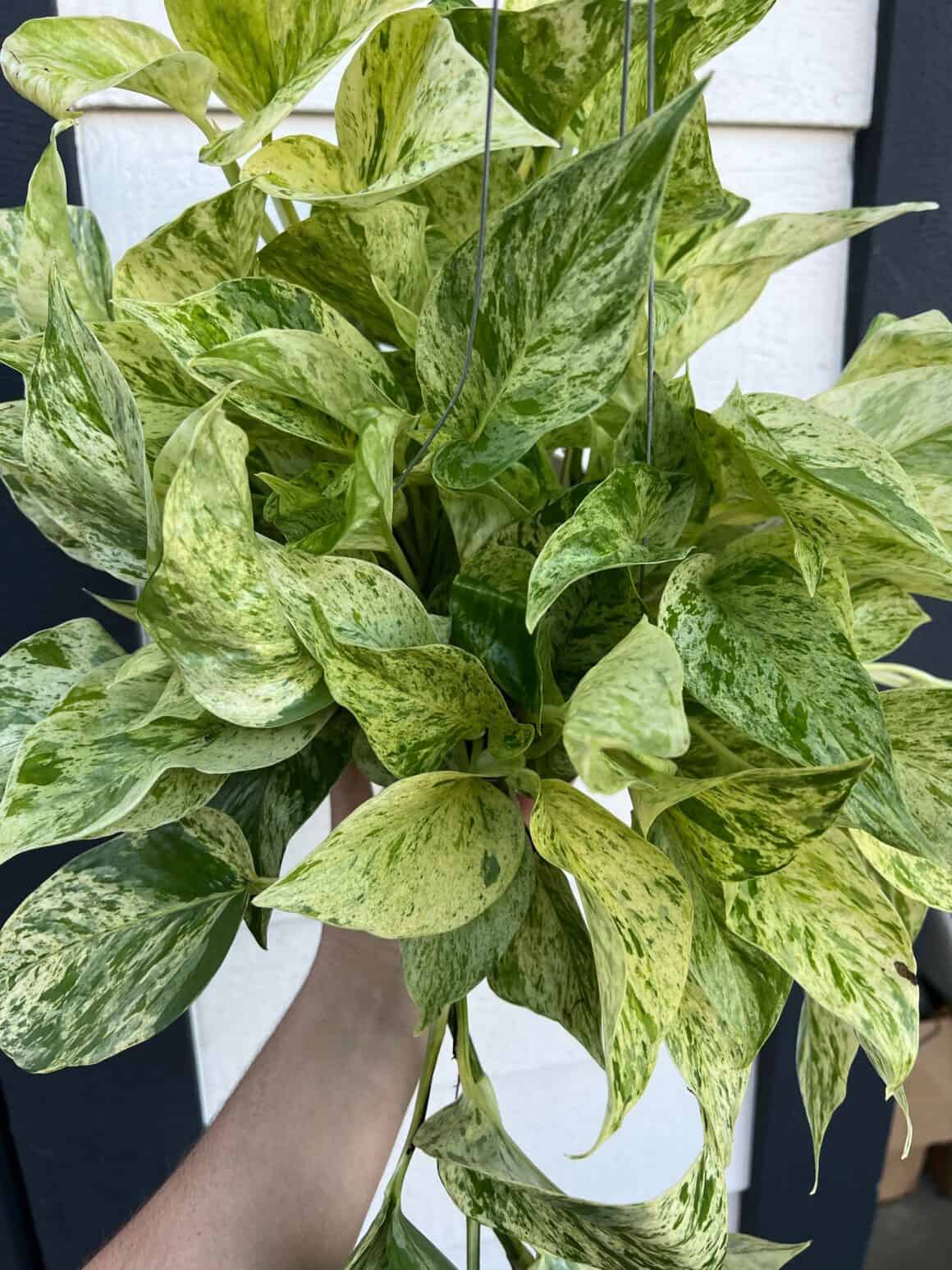 Snow Queen Pothos Care [A Complete Guide ] - Plants Craze