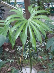 Anthurium Varieties [25+ of the Best I Bet You Had Not Known]