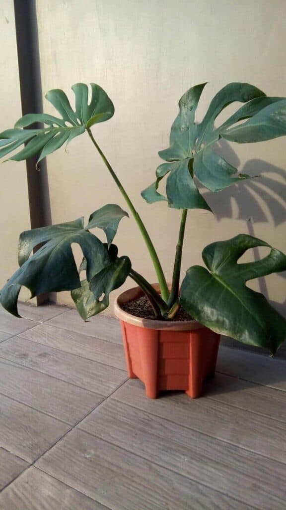 Monstera Root Rot: Signs, Causes & Treatments - Plants Craze