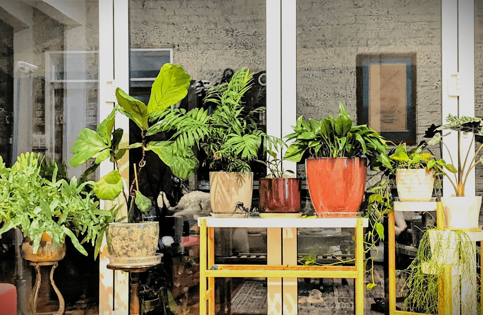 10 Science-Backed Benefits of Indoor Plants