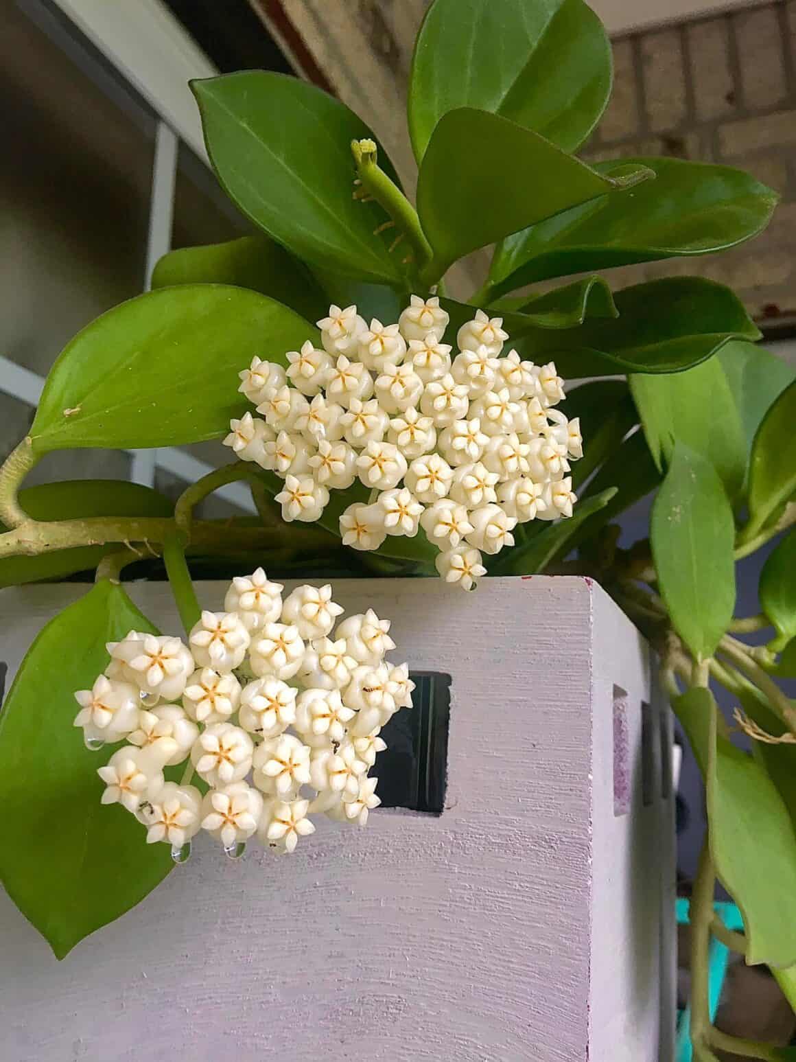 Hoya Pachyclada [5 of the BEST Care Tips to Bag Now!]