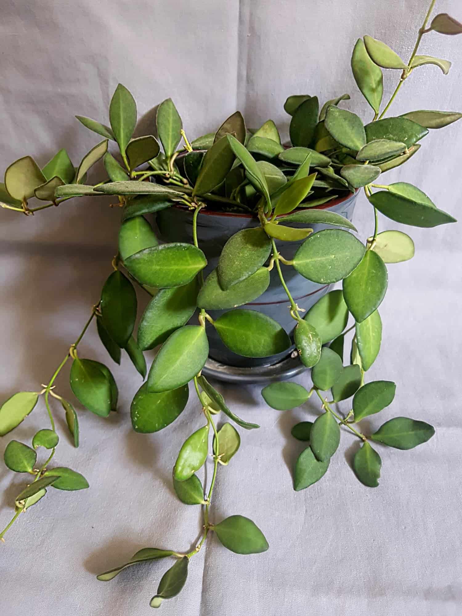 Hoya Bilobata: Ultimate Grow & Care Guide - Plants Craze