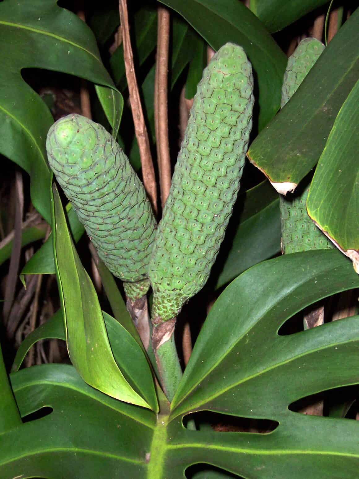 Monstera Deliciosa Fruit Benefits with Where to Buy - Plants Craze