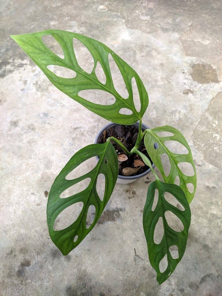 Monstera Lechleriana [Ultimate Grow and Care Hacks] - Plants Craze