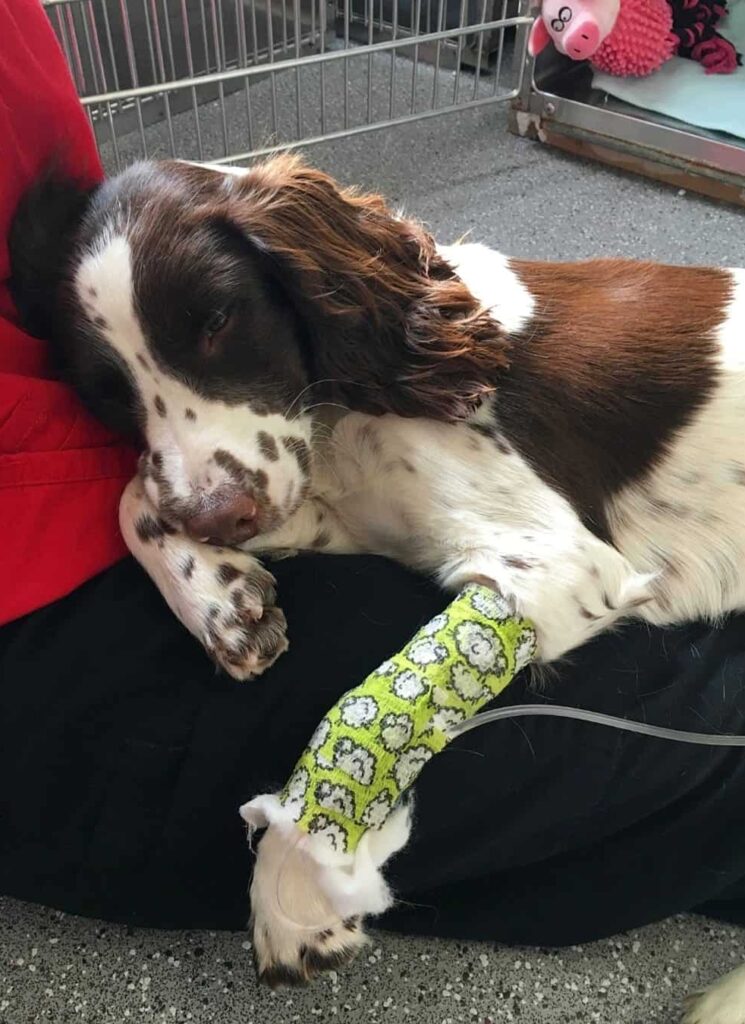 Monstera Toxic to Dogs [Symptoms, First Aid and Recovery Tips]