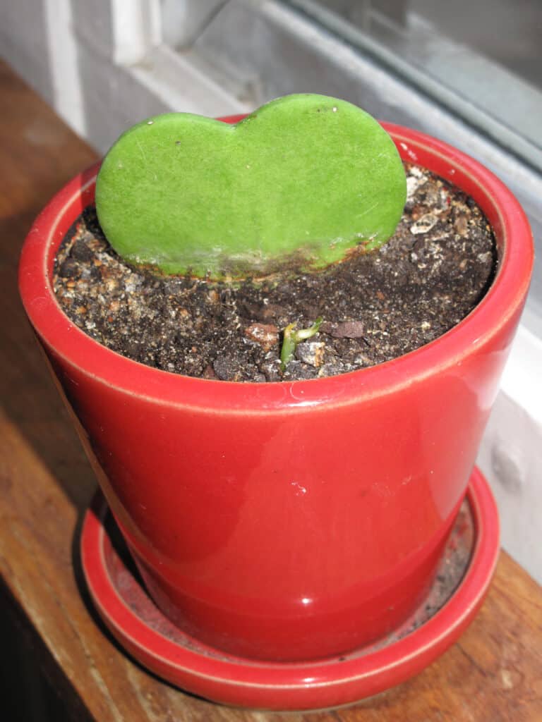 Hoya Pachyclada: Ultimate Grow & Care Guide - Plants Craze