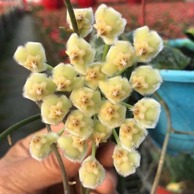 24+ Hoya Varieties You Will Love to Grow - Plants Craze