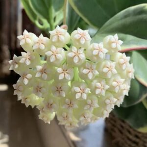 Hoya Pachyclada: Ultimate Grow & Care Guide - Plants Craze