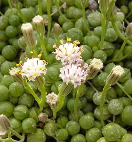 String of Pearls Flower: Everything You Need to Know - Plants Craze