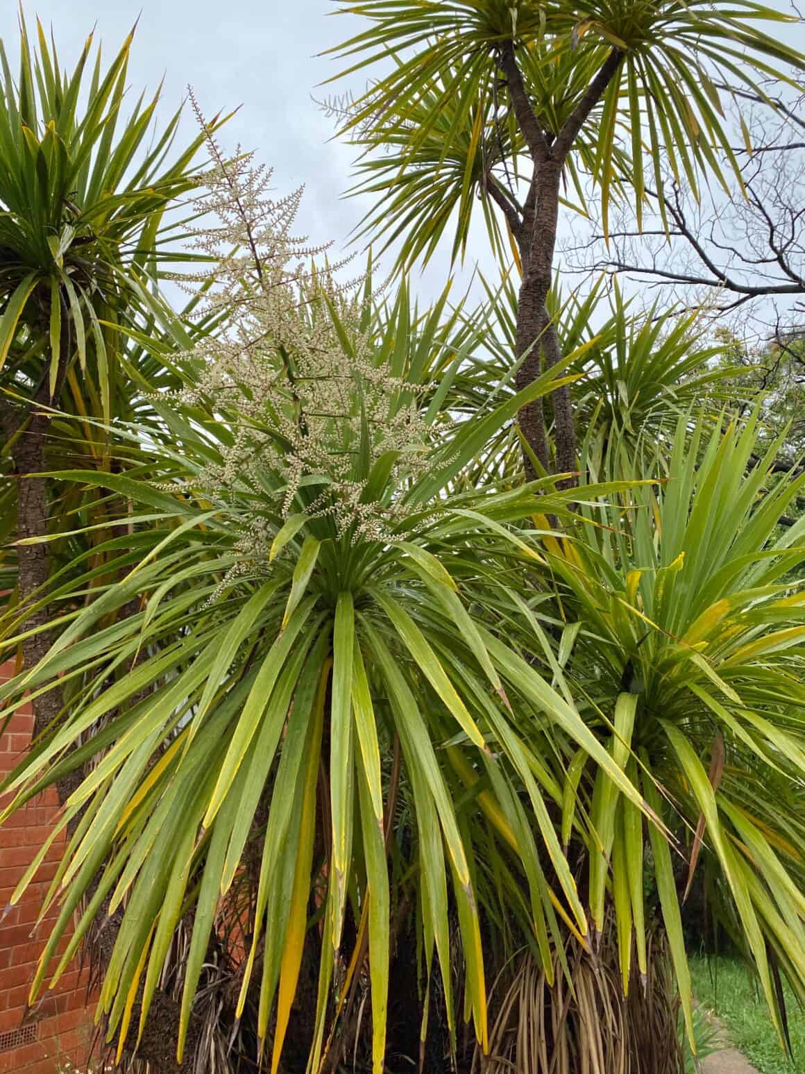 Dragon Tree Flower: Everything You Need to Know - Plants Craze