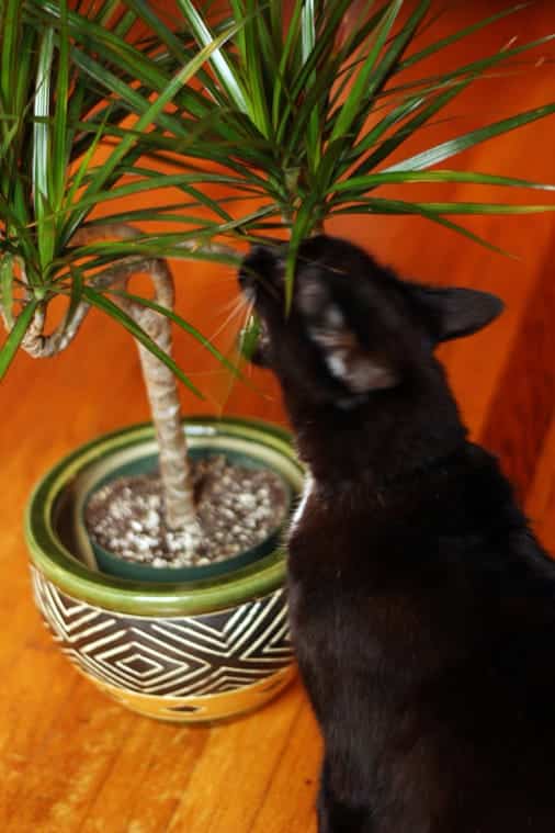 Dragon Tree Flower: Everything You Need to Know - Plants Craze