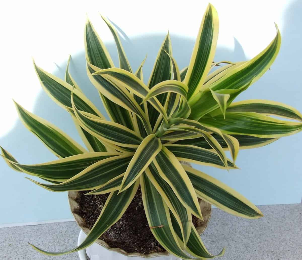 10 Amazing Benefits of Corn Plant - Plants Craze